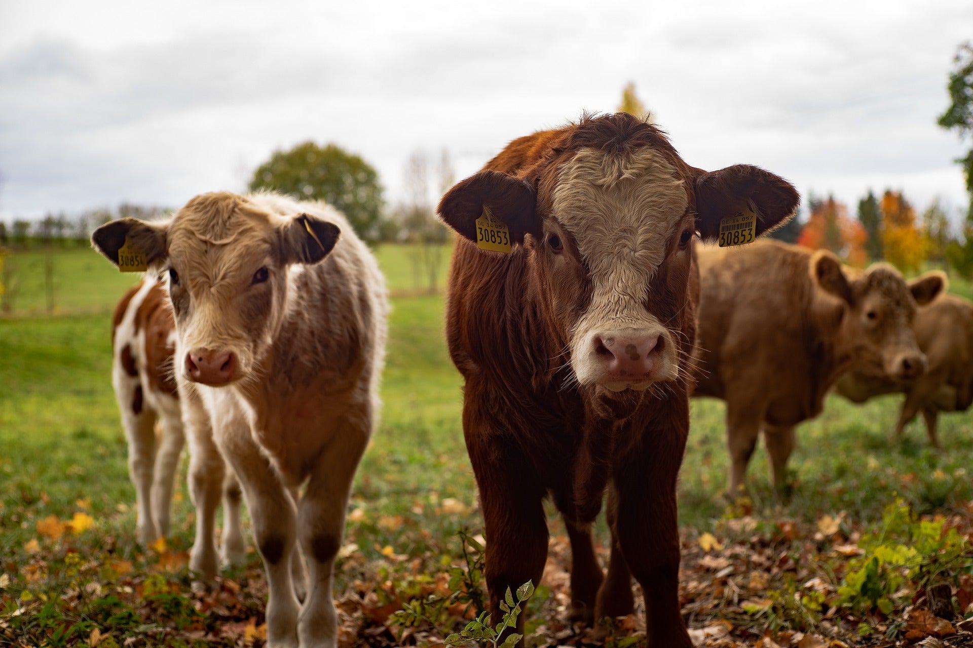Understanding Pasture Mixes – Standish Milling Company