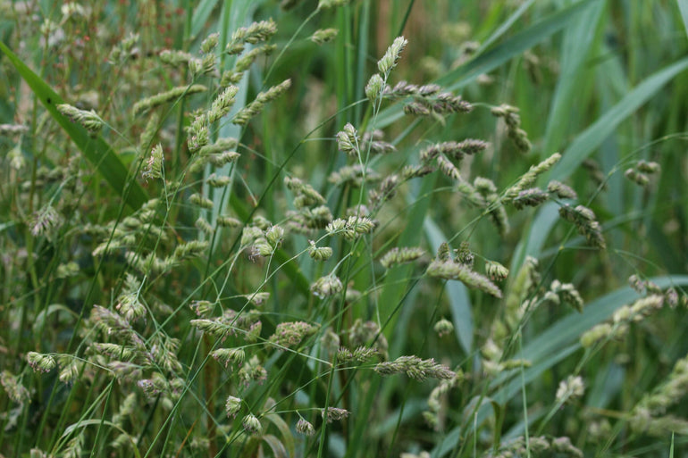 Grow Your Orchardgrass The Ultimate Guide