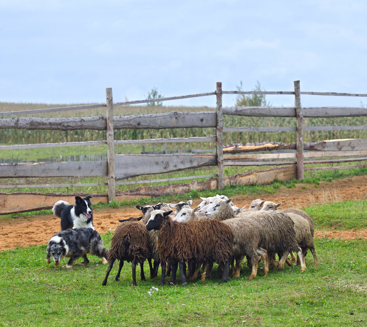 Top 7 Benefits of Natural Feeds for Healthier Animals