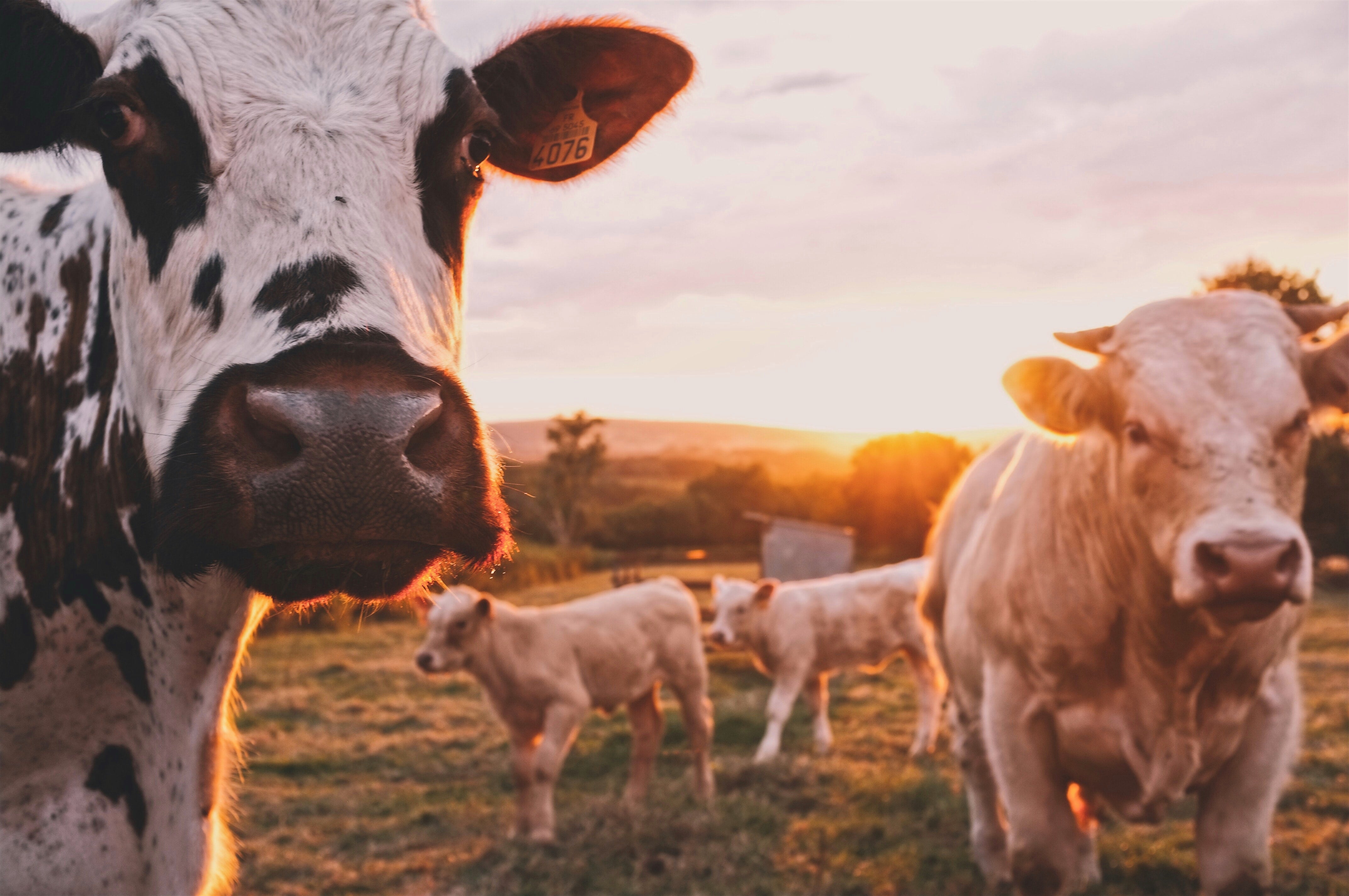 Livestock & Poultry | Standish Milling Company