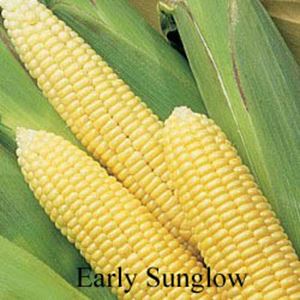 Yellow Sweet Corn Early Sunglow Garden Seeds