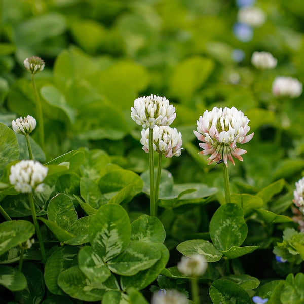 50 Lbs. 34% Coated Balansa Clover Seeds