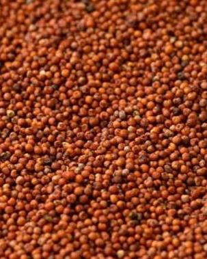 IDEAL Red Millet Wild Bird Seed - Small Red Seed for Optimal Health an ...