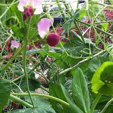 50 Lbs. Austrian Feed Peas Forage & Cover Crop