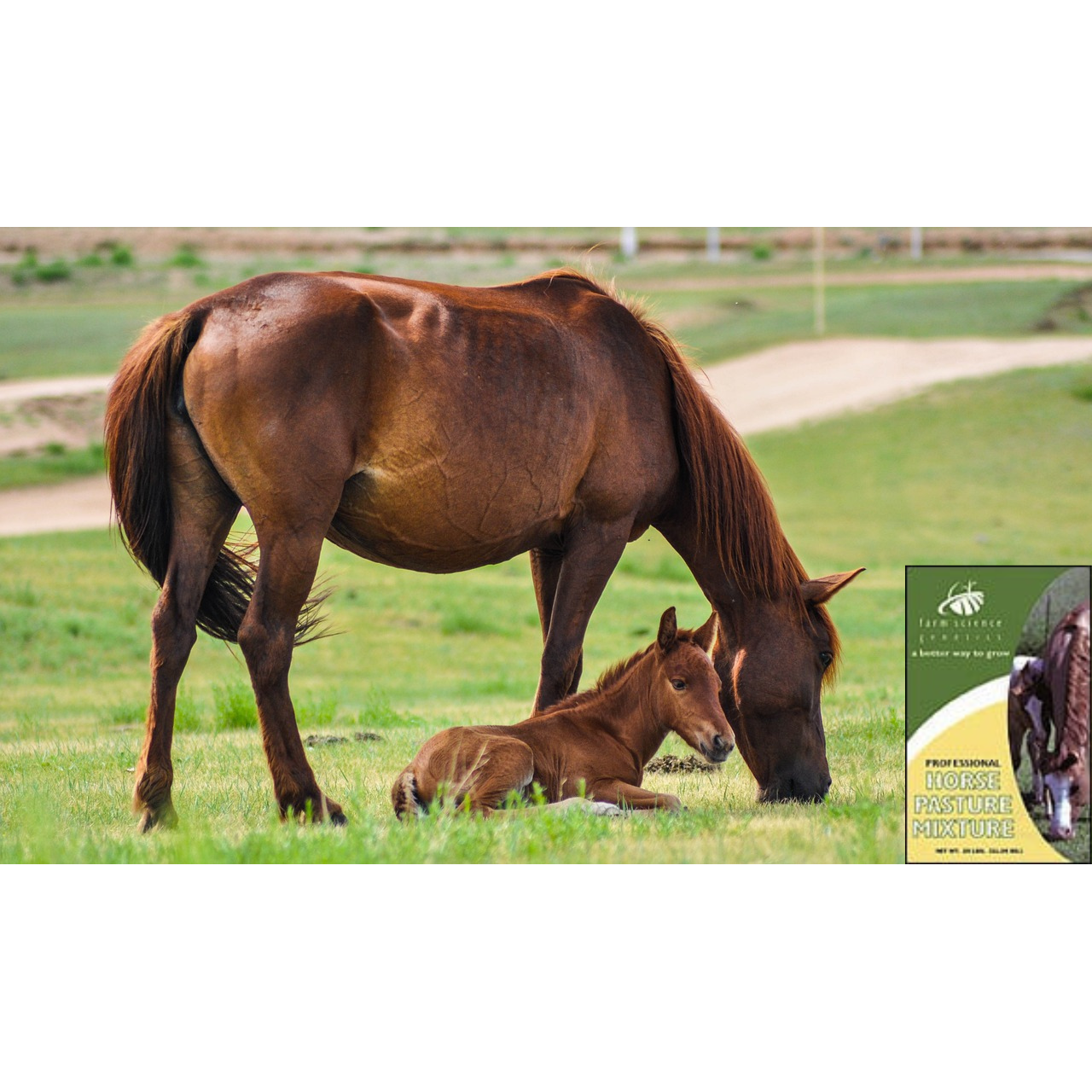 25 lb. FSG Horse Pasture Mix | Standish Milling – Standish Milling Company